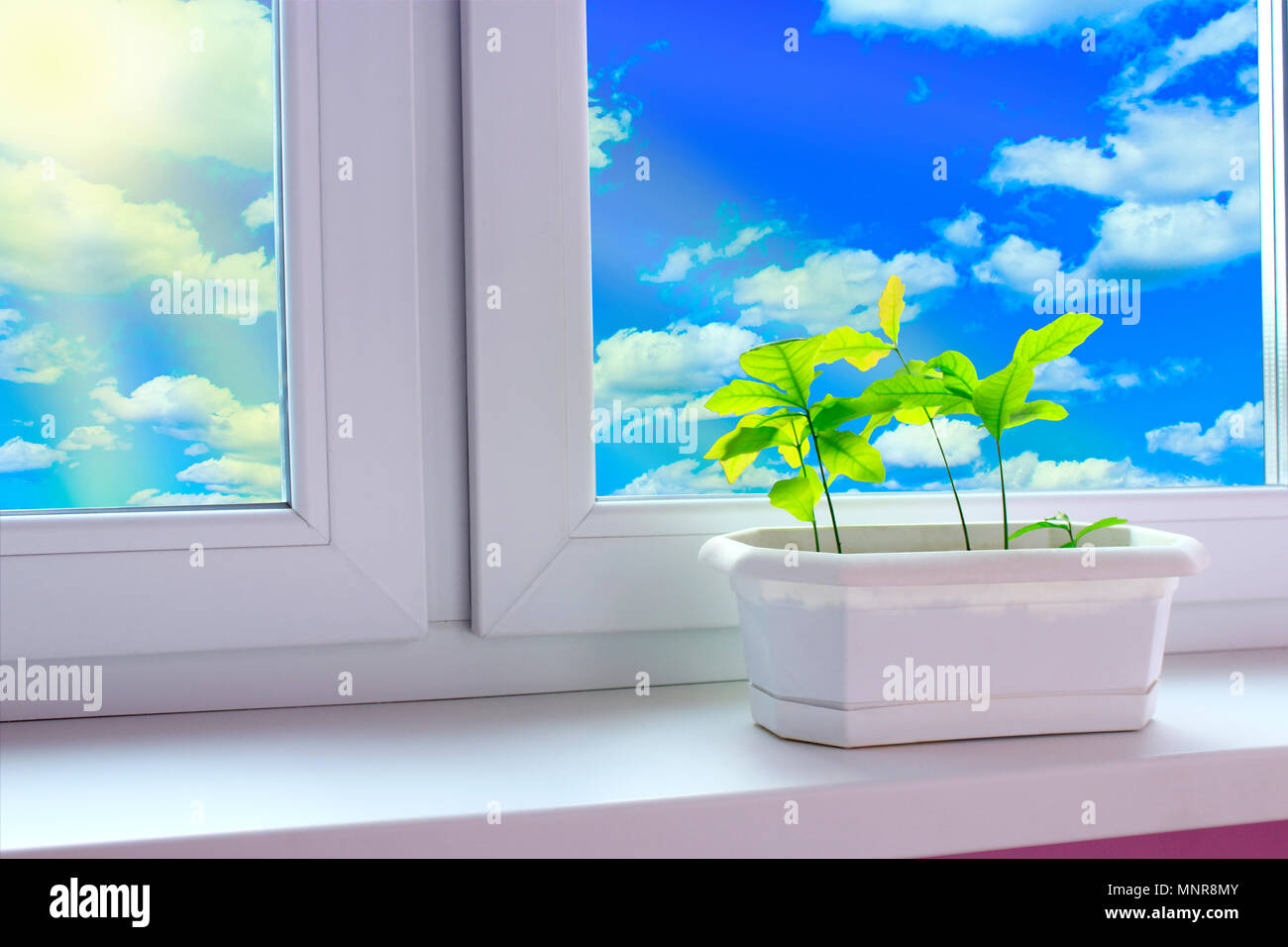 Young plants of oaks on window-sill of balcony and view to cloudy sky ...
