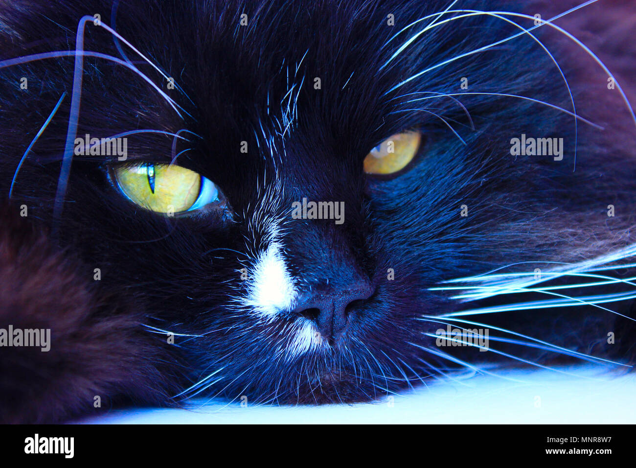 Muzzle of cat. Close-up of muzzle of black cat. Muzzle black cat. Lazy ...