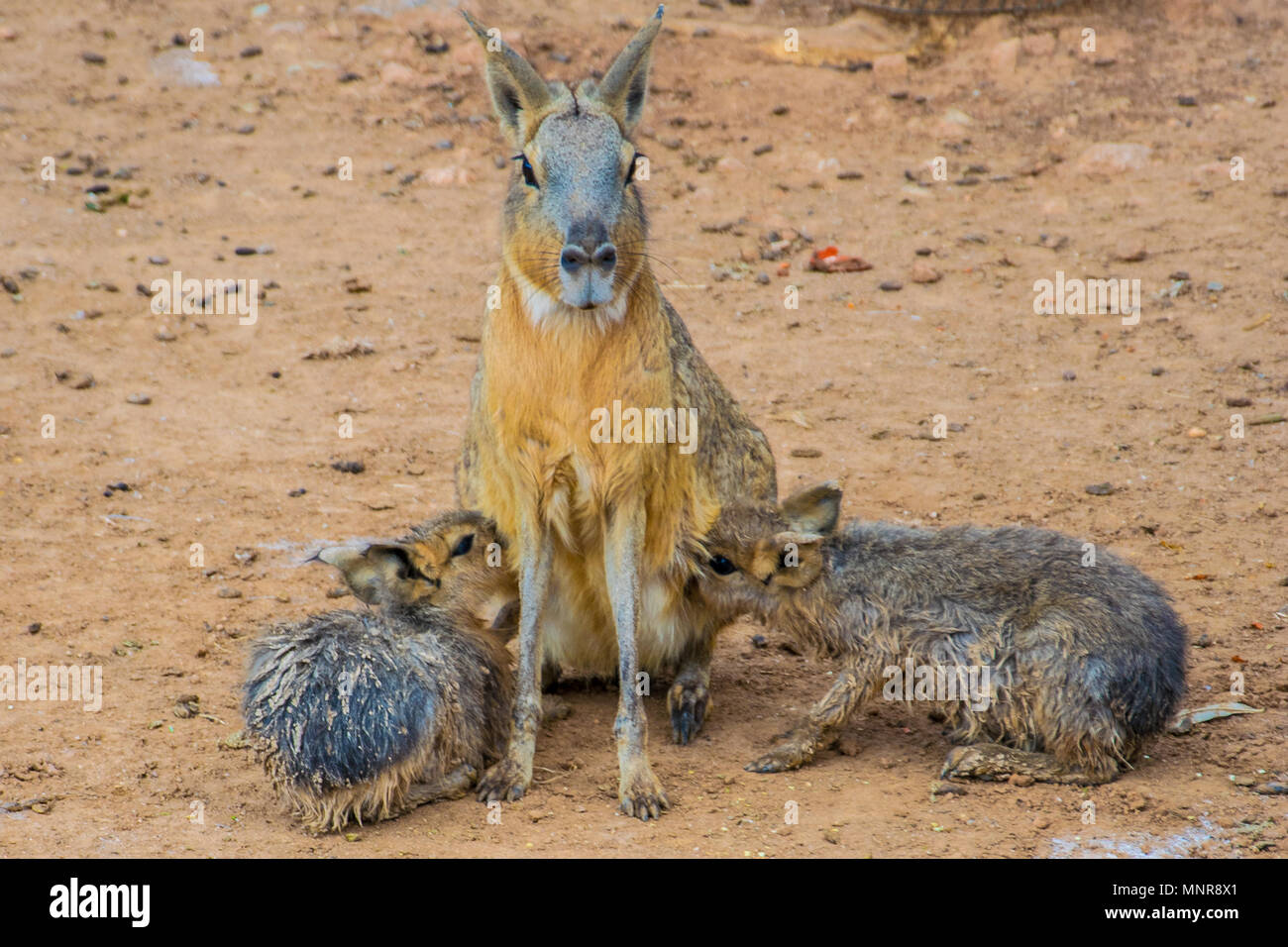 Patagonian Cavy Babies Tri Colored