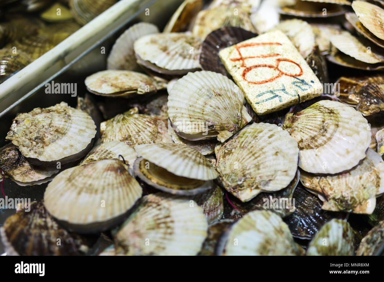Assortment of fresh raw clams Stock Photo - Alamy