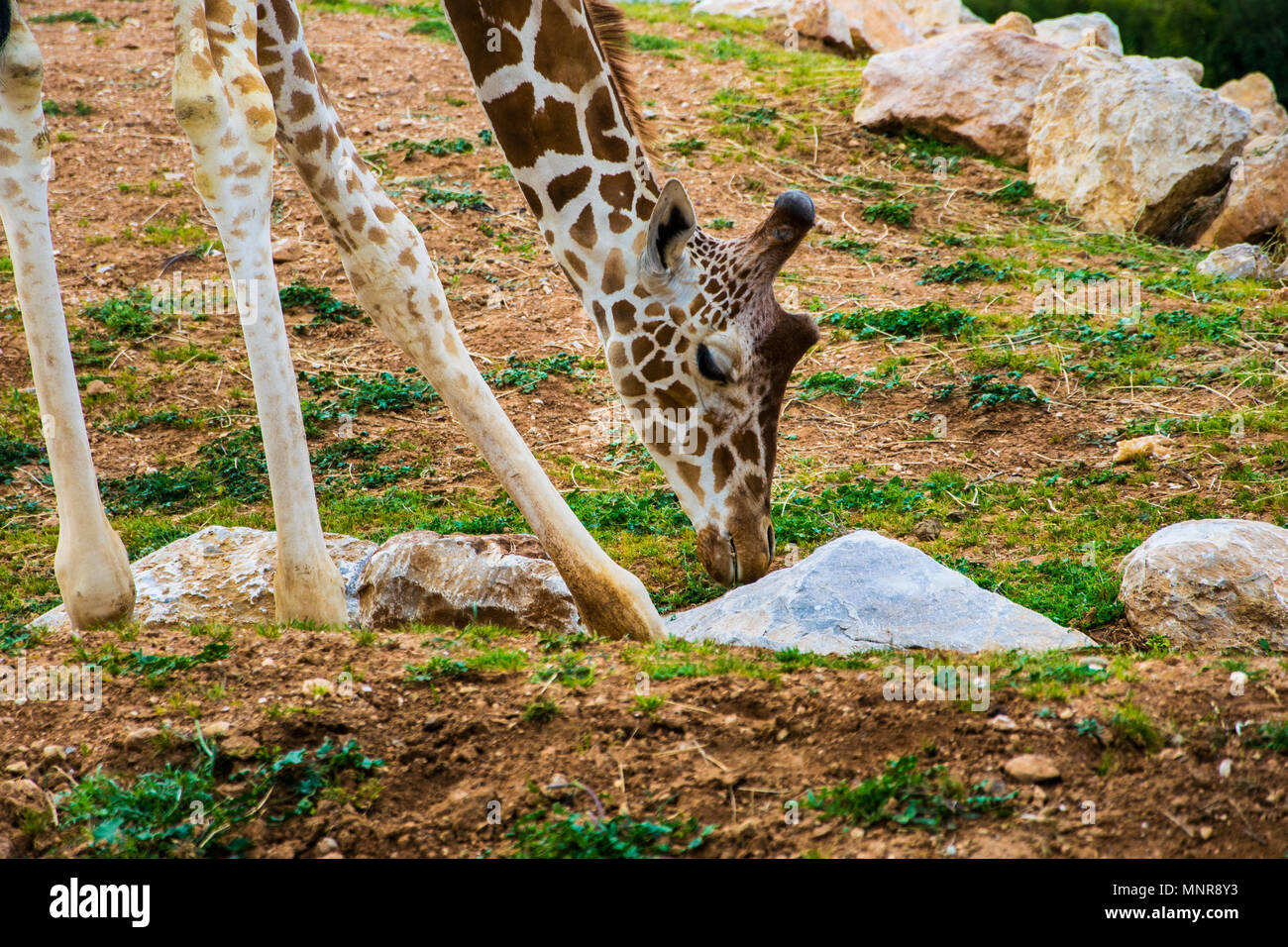 Giraffe eating grass hi-res stock photography and images - Alamy