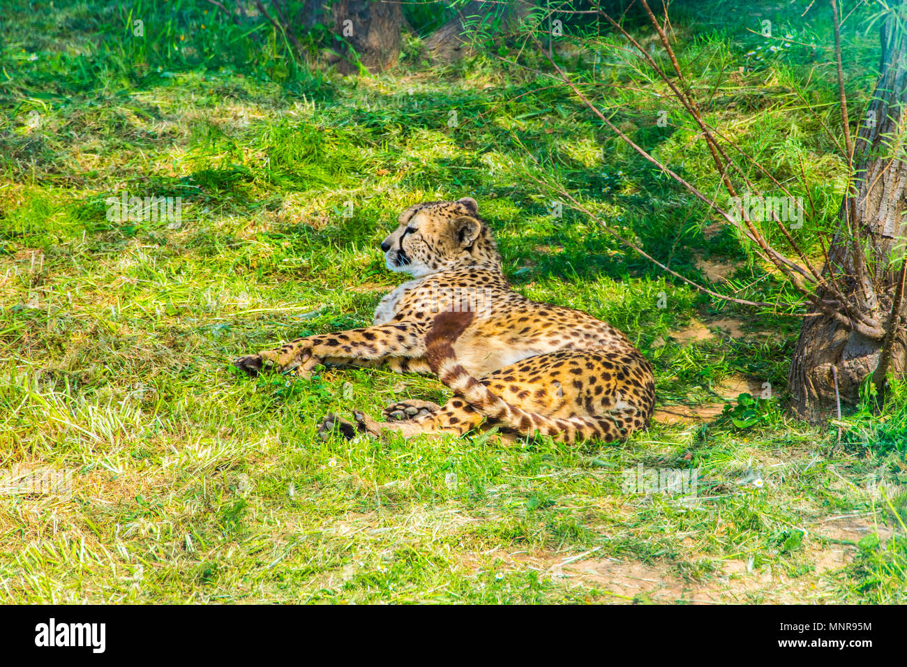 A cheetah lying down on the grass Stock Photo - Alamy