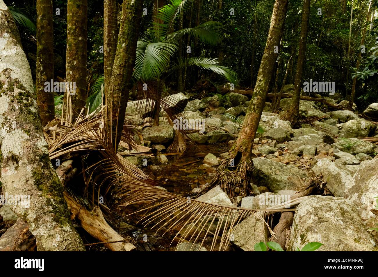 Rocks palm leaves and dense forest in Paluma range national park ...