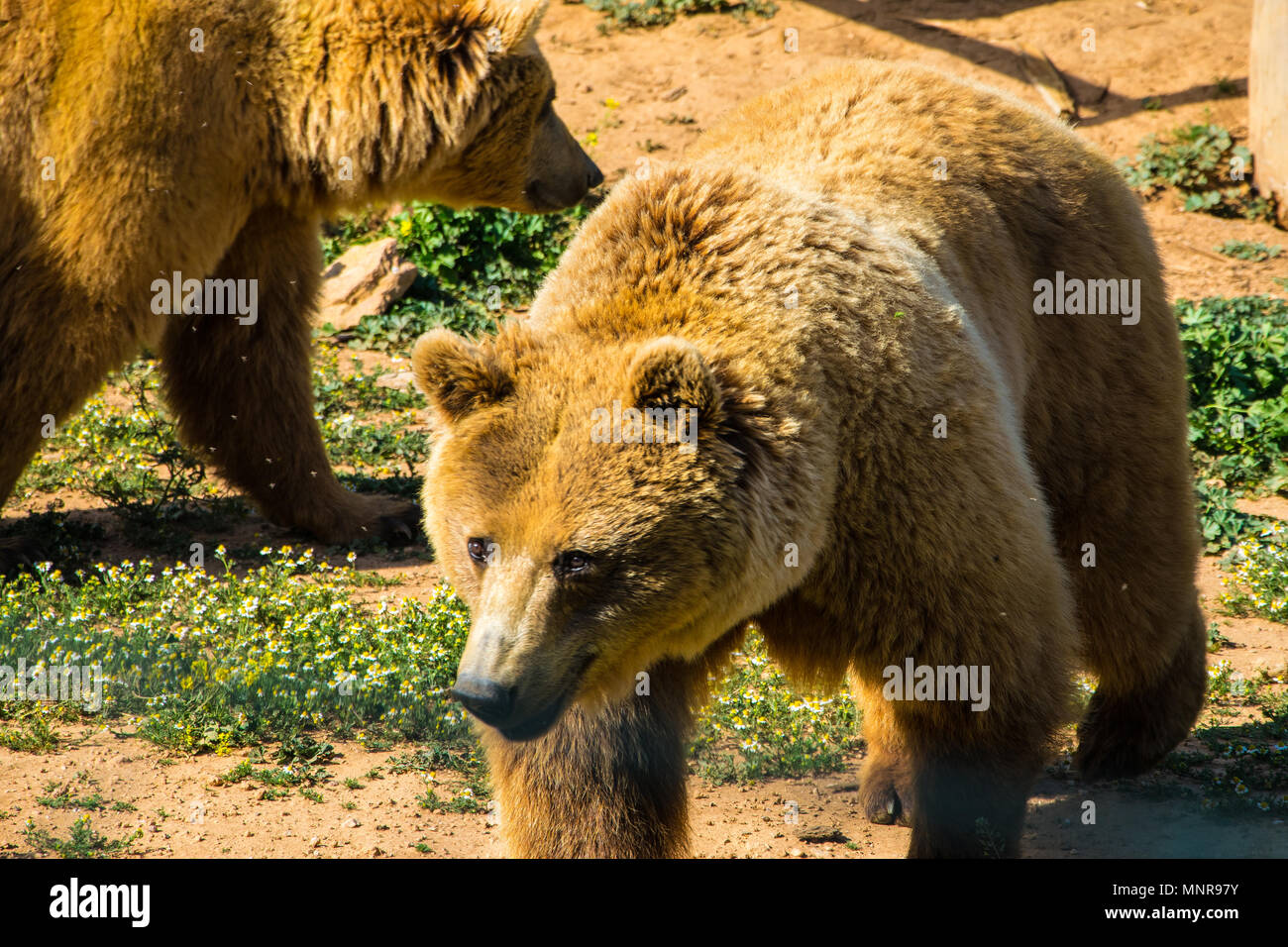 Nature greece bear brown animal big grizzly wild wildlife greece hi-res ...