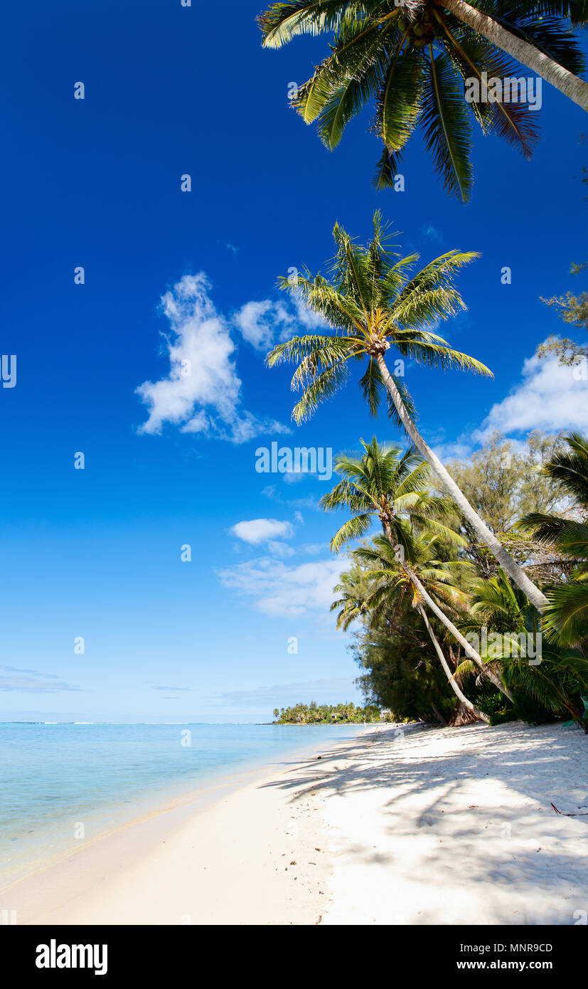 Beautiful tropical beach with palm trees, white sand, turquoise ocean ...