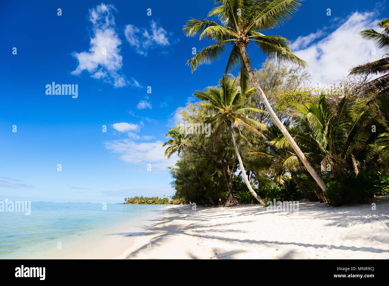Beautiful tropical beach with palm trees, white sand, turquoise ocean ...