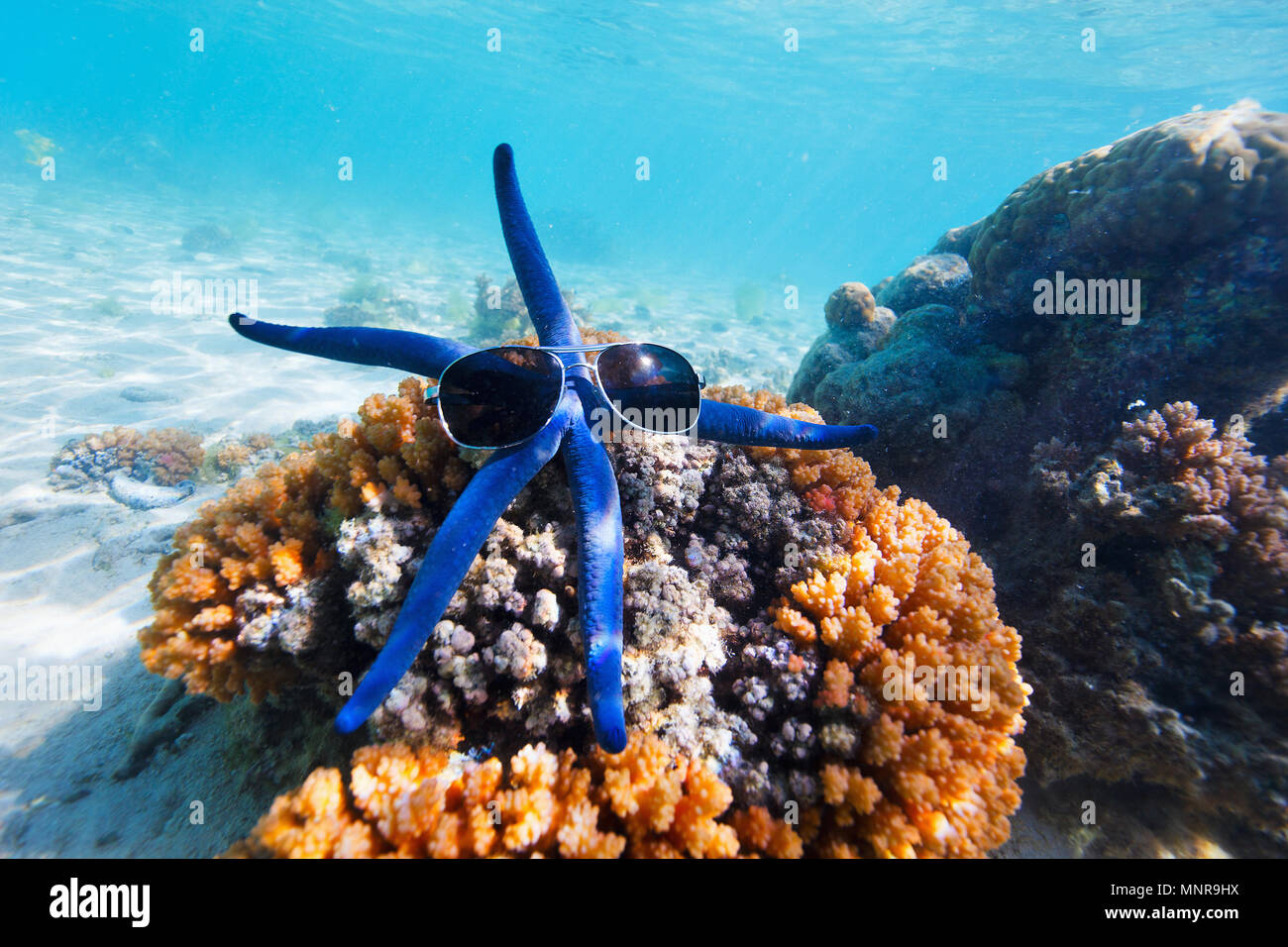 Underwater photo of blue star fish with sun glasses at tropical coral ...