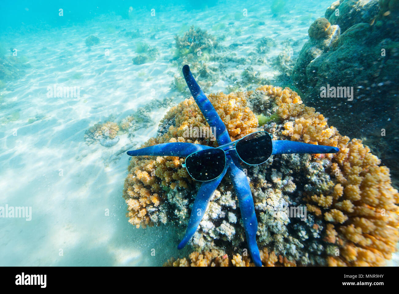 Underwater photo of blue star fish with sun glasses at tropical coral ...