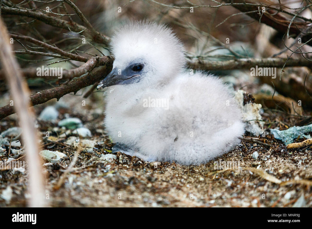 Red Tailed Tropicbird