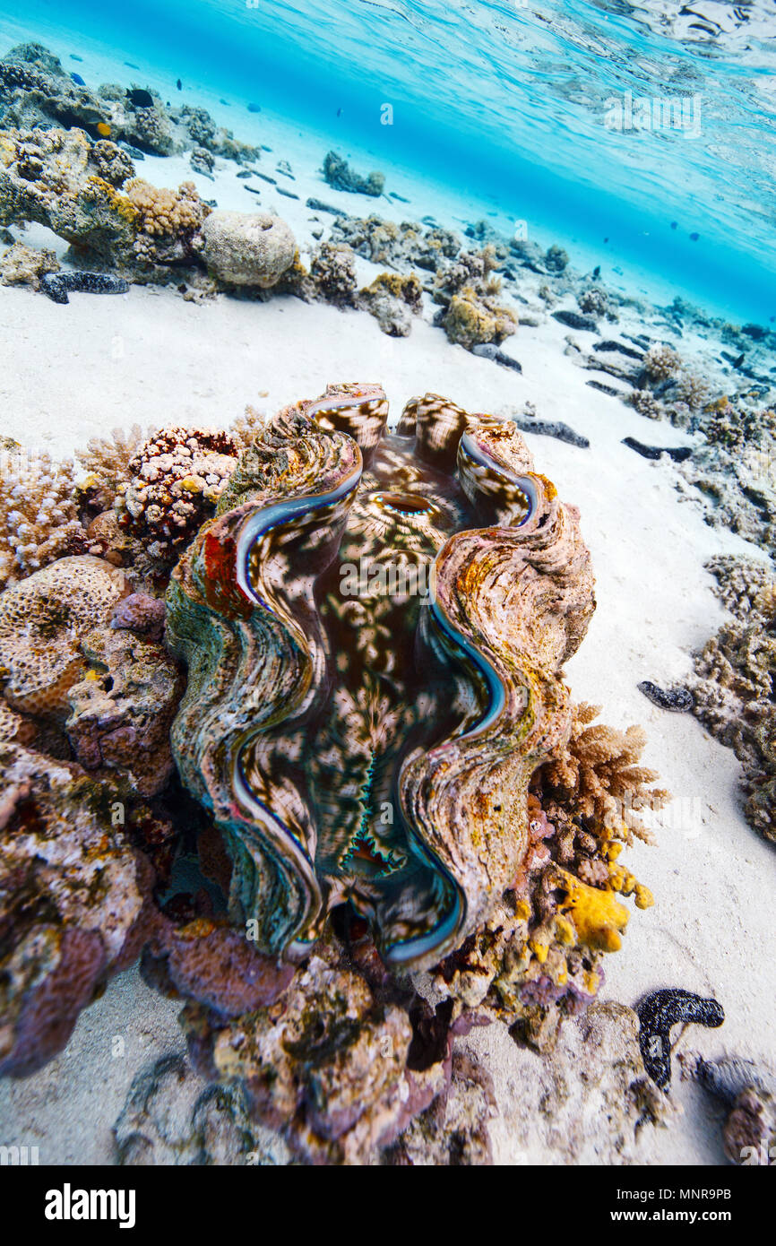 Beautiful giant seashell in hi-res stock photography and images - Alamy