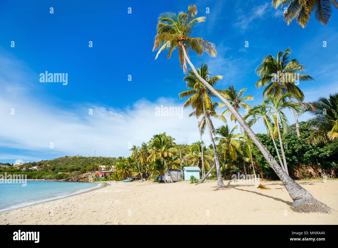 Idyllic tropical Carlisle bay beach with white sand, turquoise ocean ...