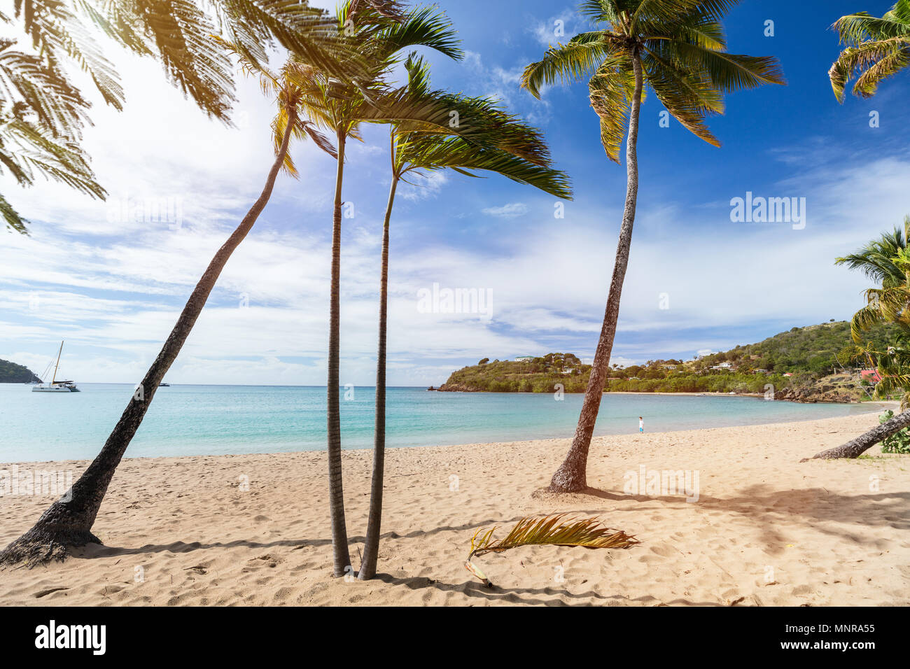 Idyllic tropical Carlisle bay beach with white sand, turquoise ocean ...