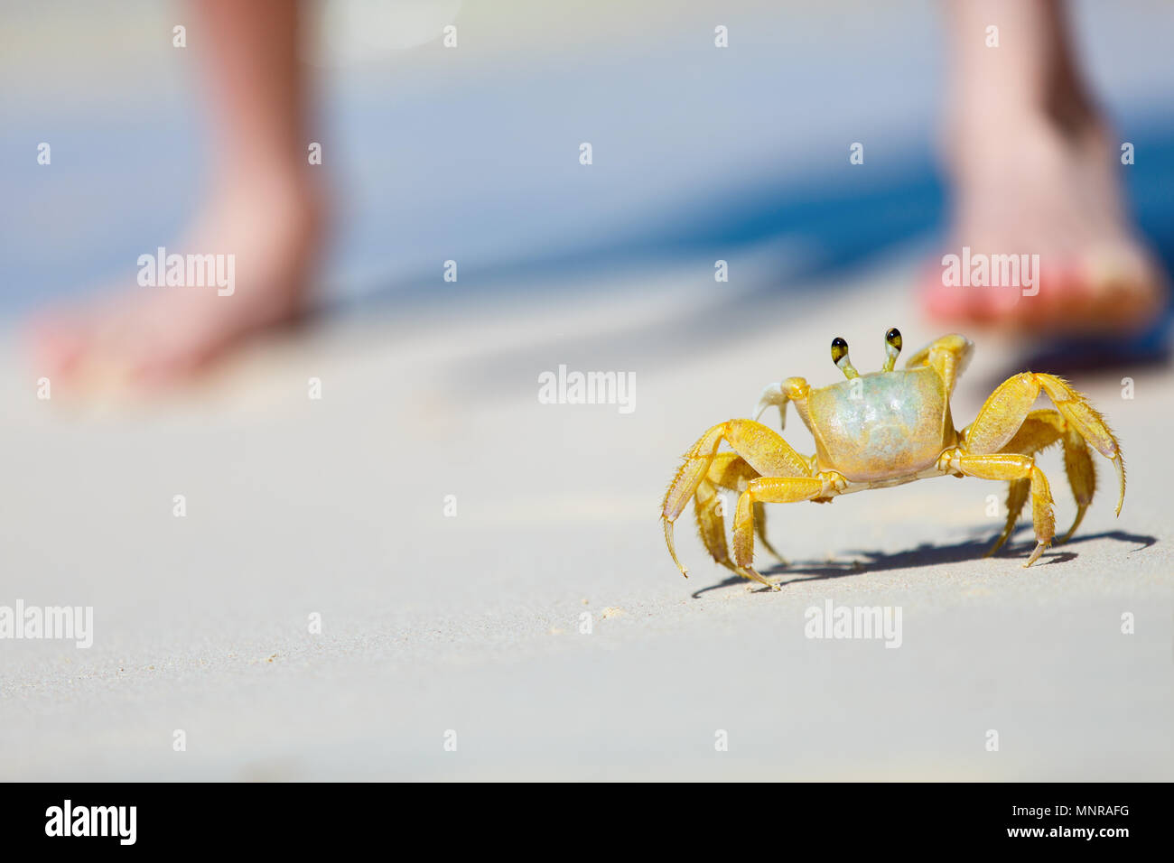 Crab on white sand hi-res stock photography and images - Alamy
