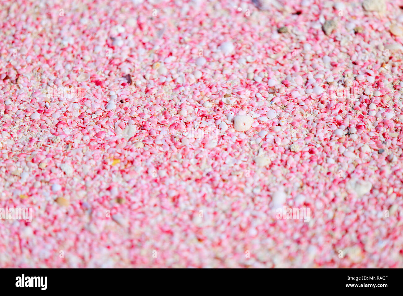 Pink sand beach on Barbuda island in Caribbean made of tiny pink shells ...