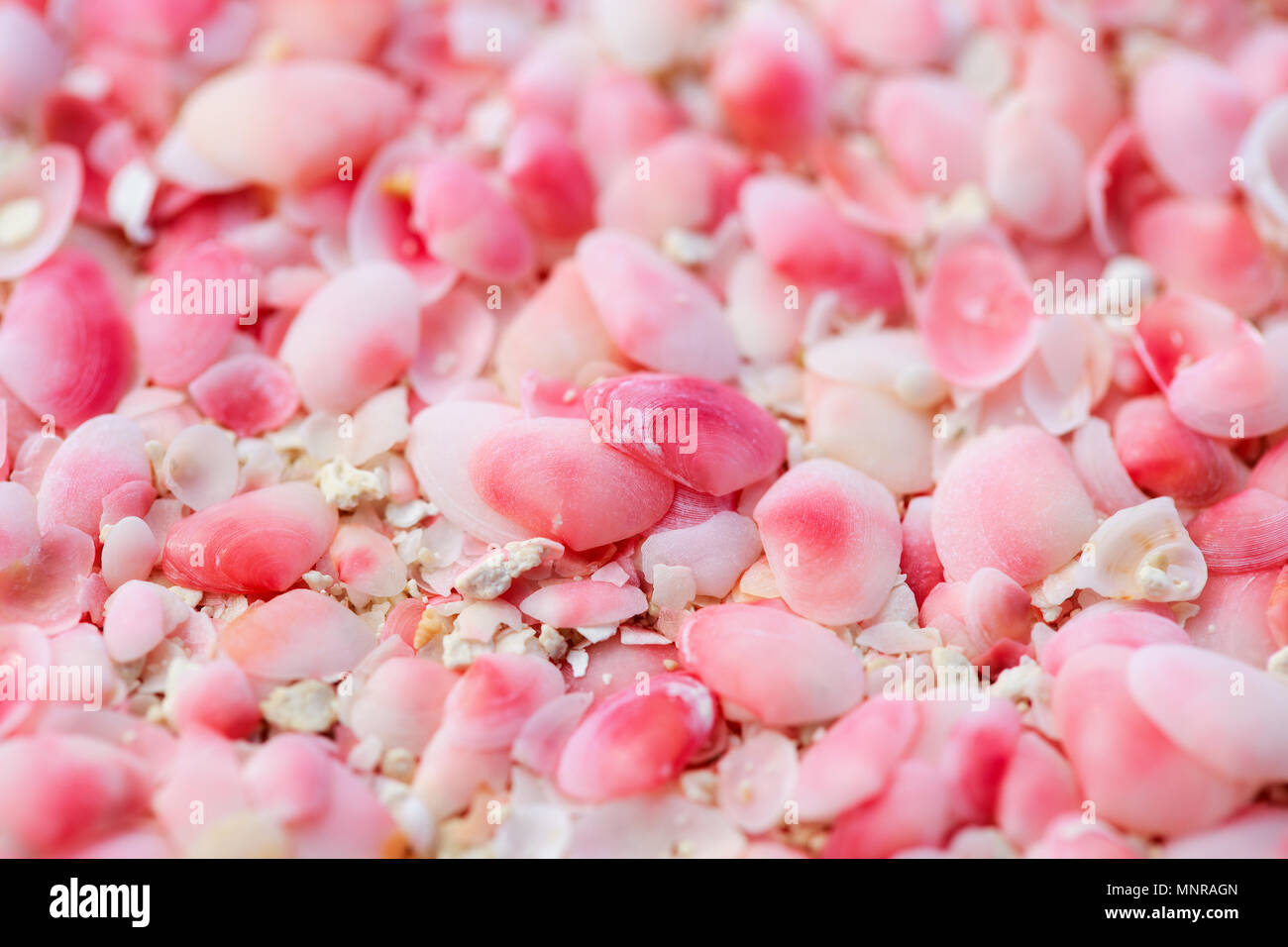 Pink sand beach on Barbuda island in Caribbean made of tiny pink shells ...