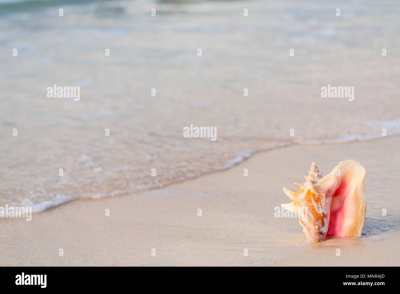 Giant conch shell on tropical sand beach Stock Photo - Alamy