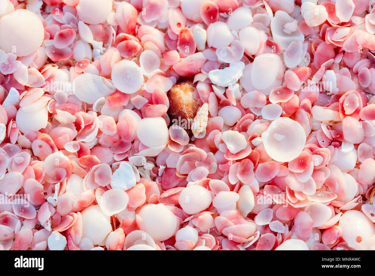 Pink Water Beach Shells