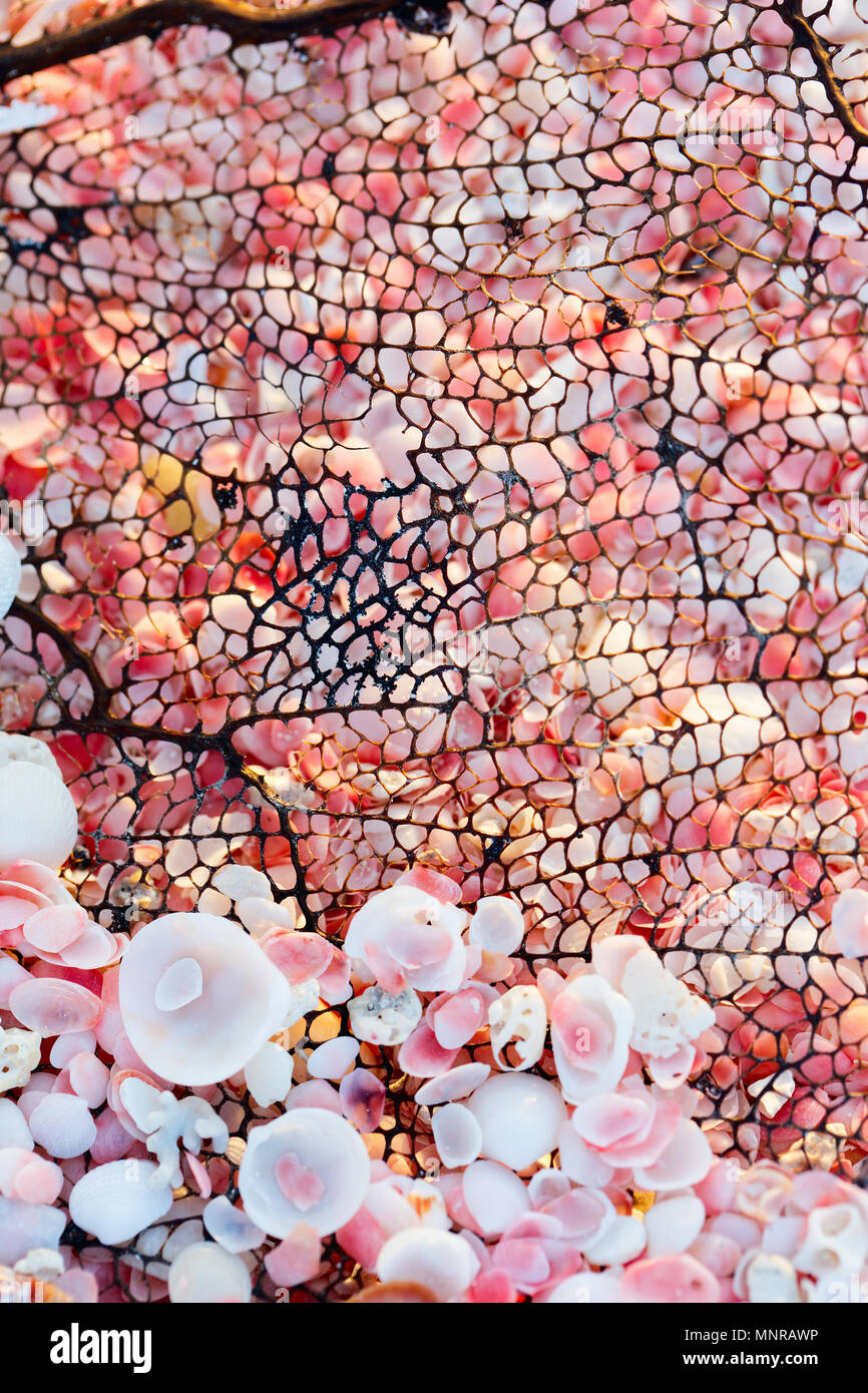 Tiny pink shells and piece of coral. Pink sand beach on Barbuda island ...
