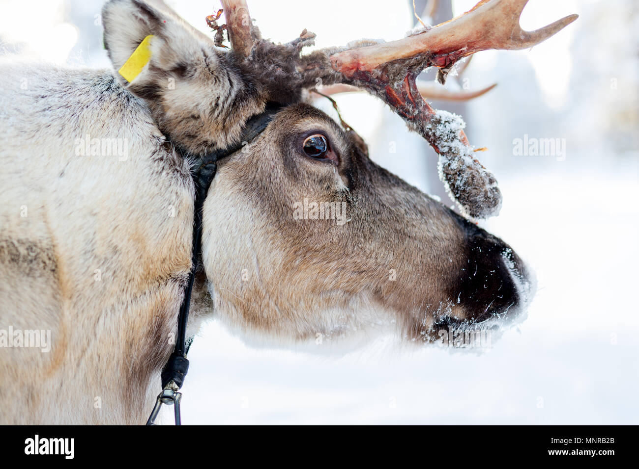 Finnish forest reindeer hi-res stock photography and images - Alamy