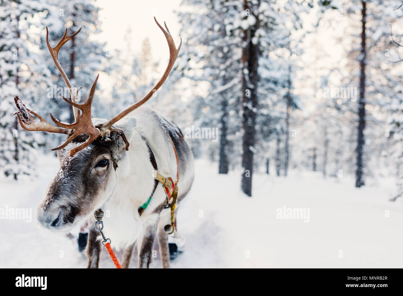 Finnish forest reindeer hi-res stock photography and images - Alamy