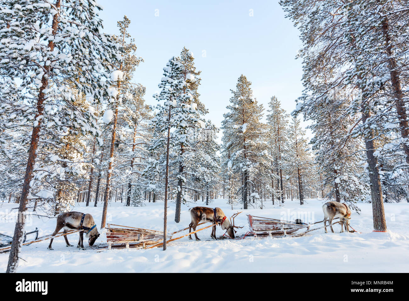 Reindeer in a winter forest in Finnish Lapland Stock Photo - Alamy