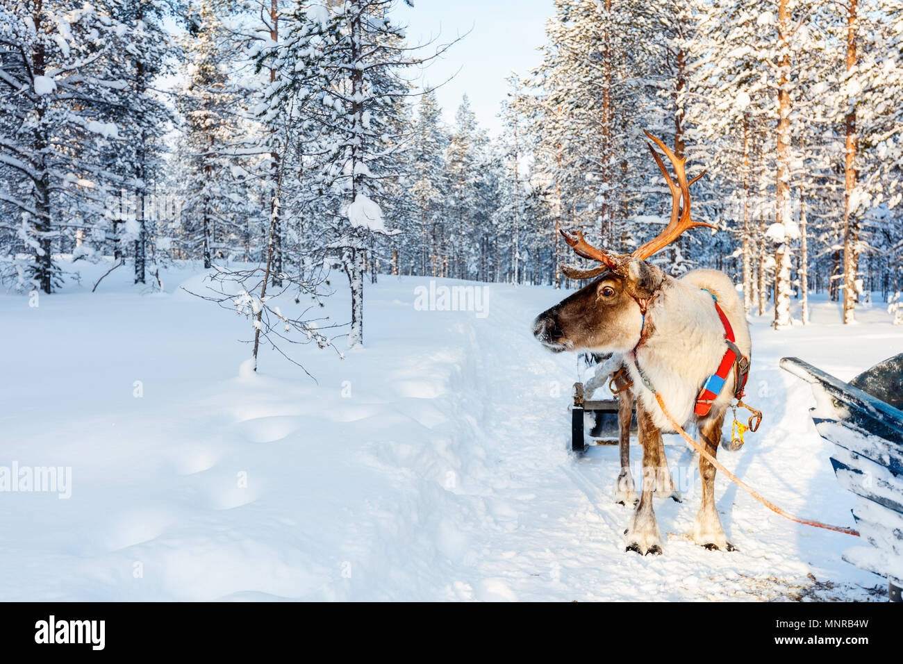 Reindeer In Snow Photography