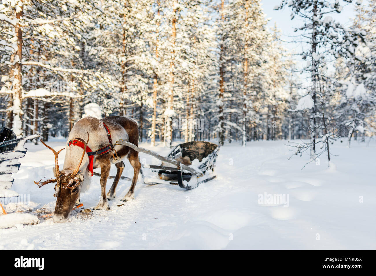 Reindeer finland hi-res stock photography and images - Alamy