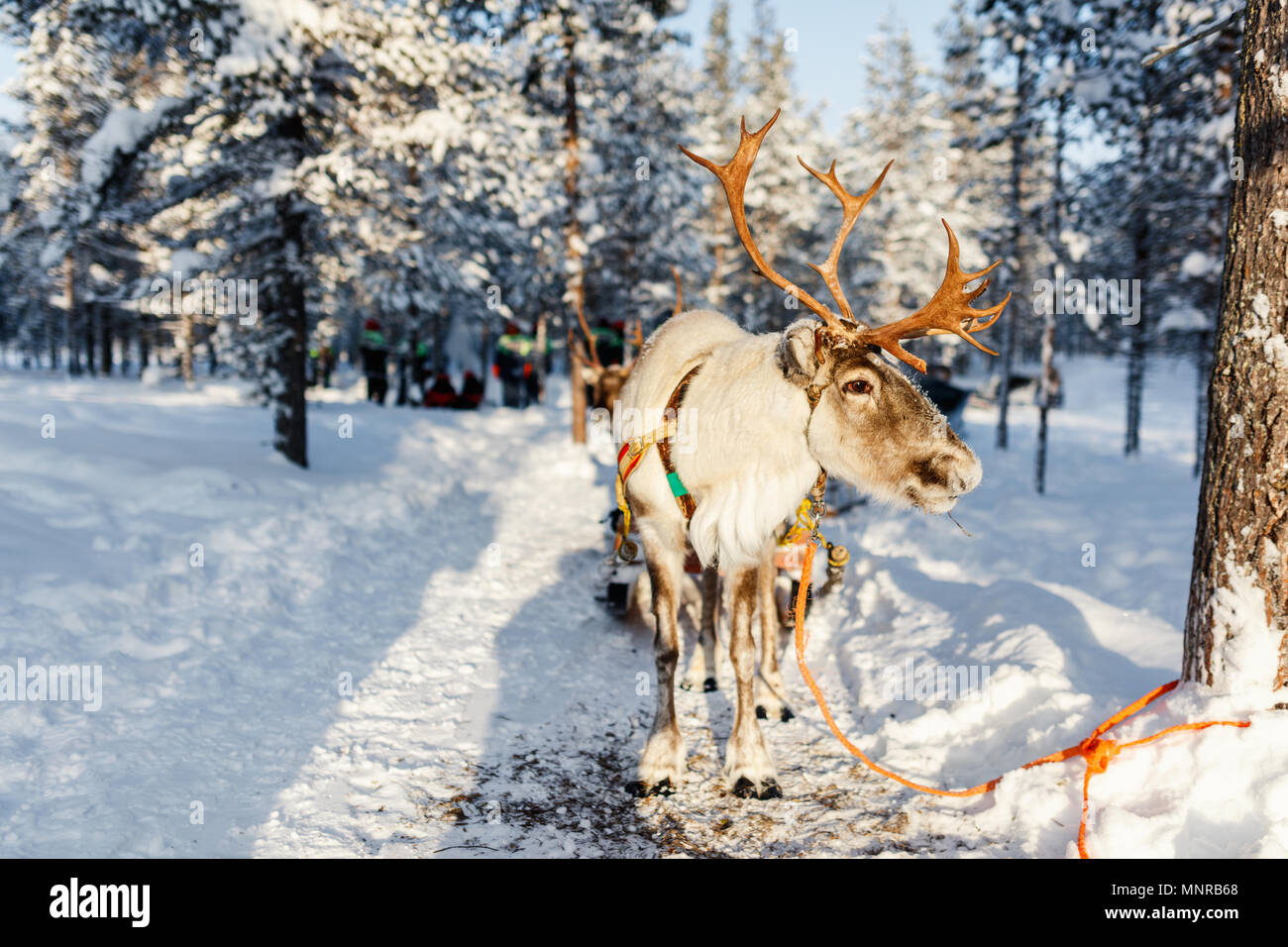 Finland lapland reindeer sledge hi-res stock photography and images - Alamy