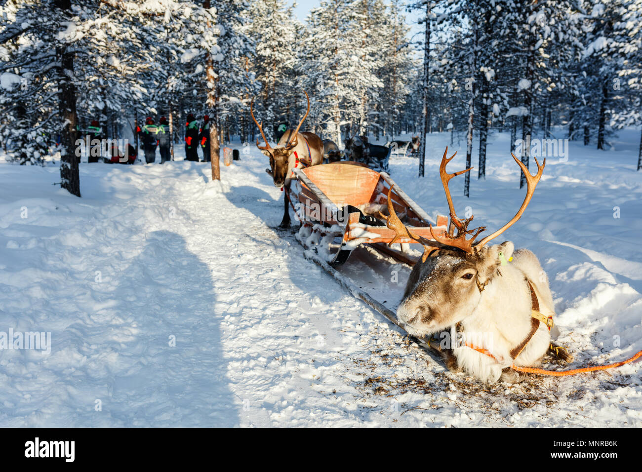 Reindeers in a winter forest in Finnish Lapland Stock Photo - Alamy