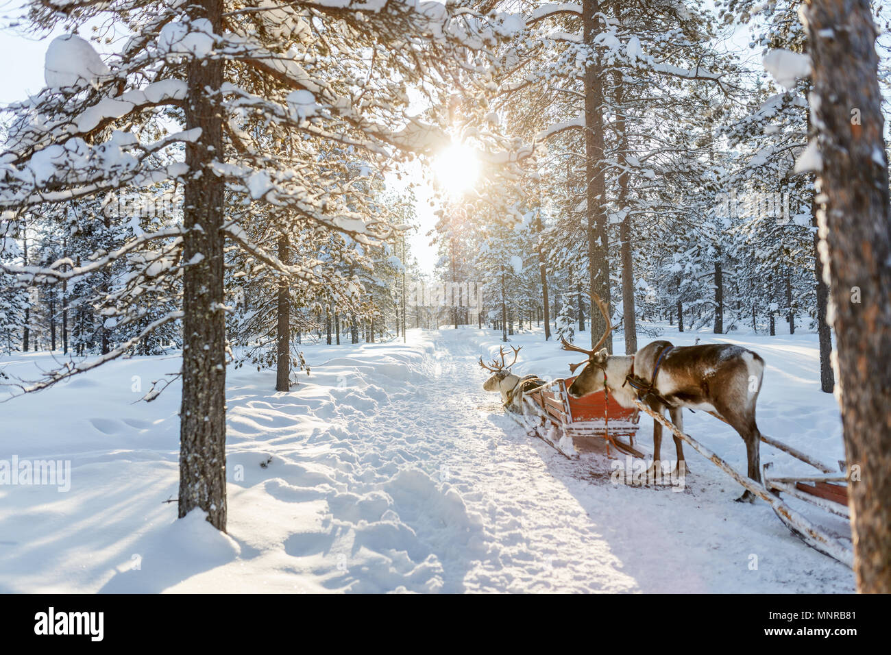 Reindeers in a winter forest in Finnish Lapland Stock Photo - Alamy