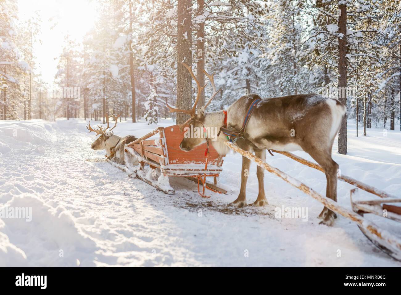 Reindeers in a winter forest in Finnish Lapland Stock Photo - Alamy