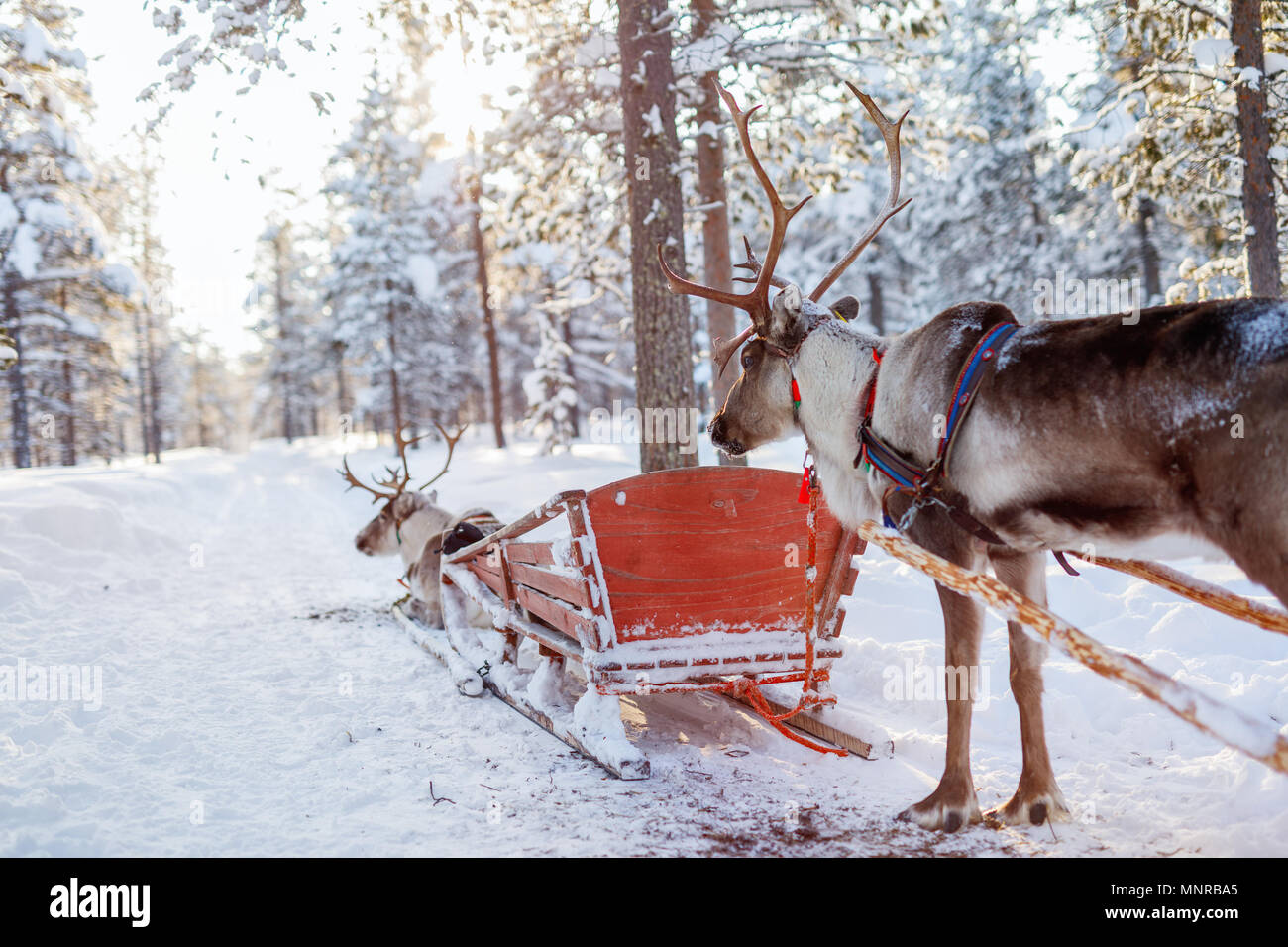 Reindeer in a winter forest in Finnish Lapland Stock Photo - Alamy