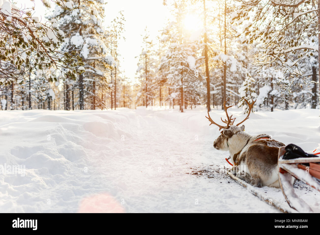 Lapland animal hi-res stock photography and images - Alamy