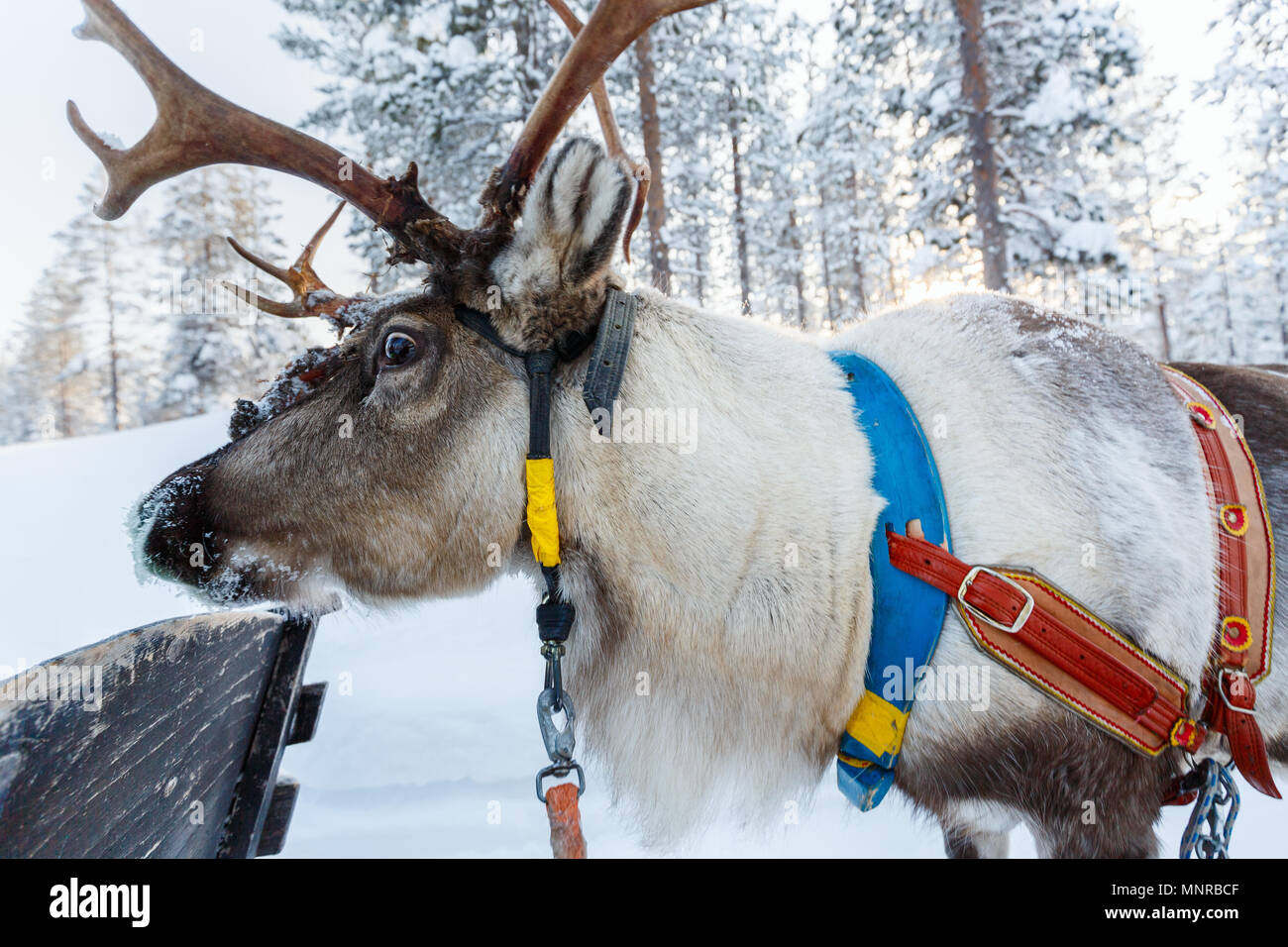 Finnish forest reindeer hi-res stock photography and images - Alamy