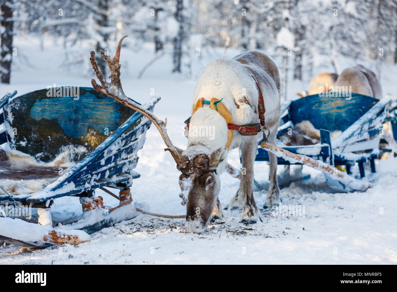 Reindeers in a winter forest in Finnish Lapland Stock Photo - Alamy