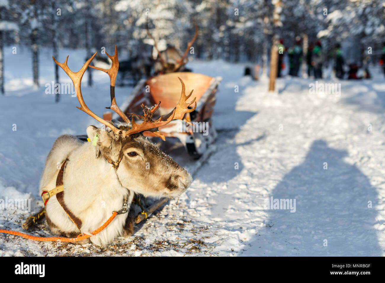 Reindeer in a winter forest in Finnish Lapland Stock Photo - Alamy