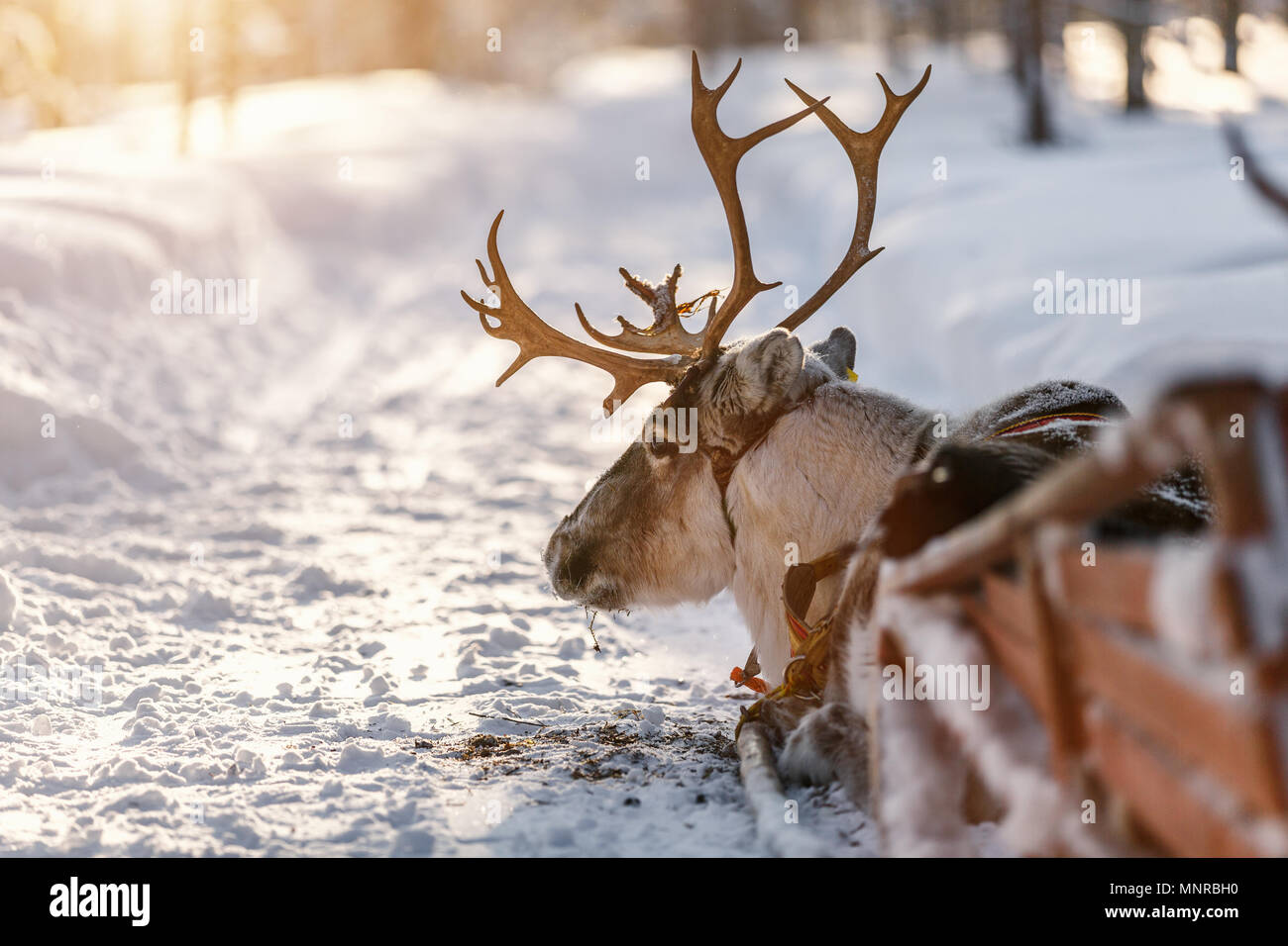 Reindeer in a winter forest in Finnish Lapland Stock Photo - Alamy