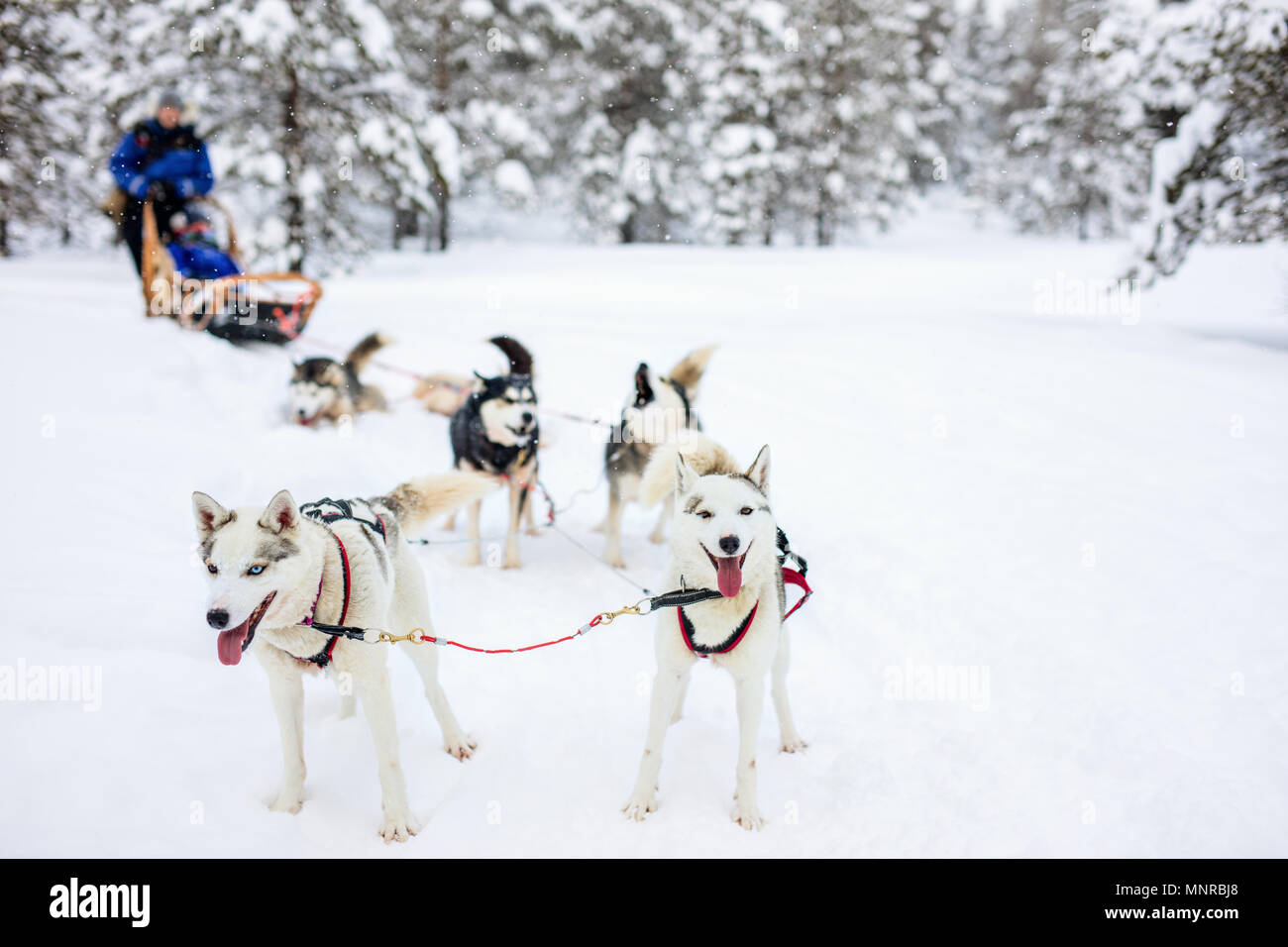 Sledding with husky dogs in Lapland Finland Stock Photo - Alamy