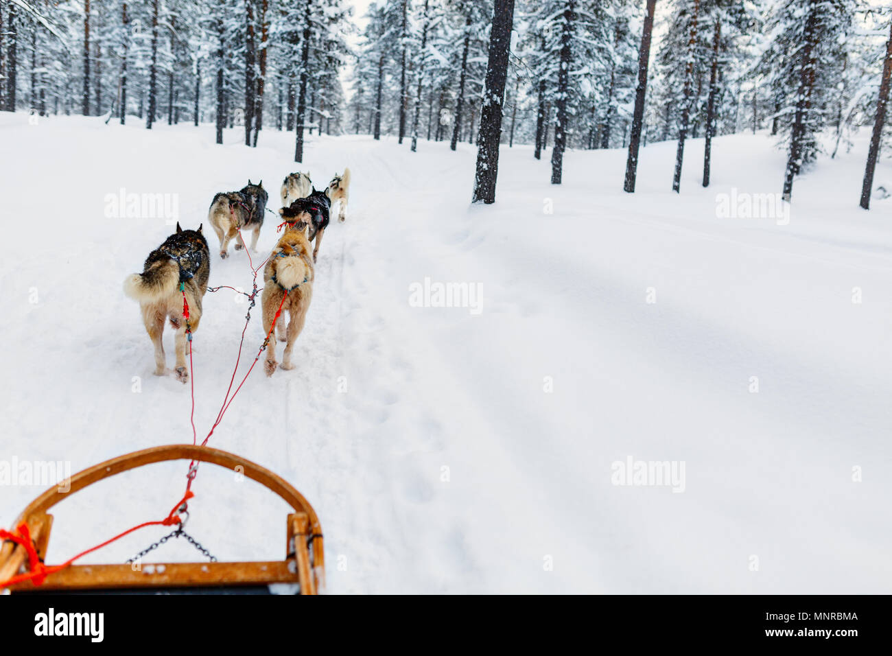 Sledding with husky dogs in Lapland Finland Stock Photo - Alamy