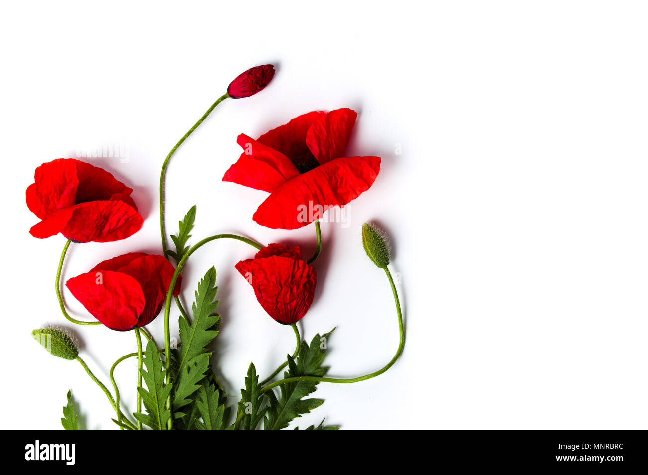 Poppy flower arrangement hi-res stock photography and images - Alamy