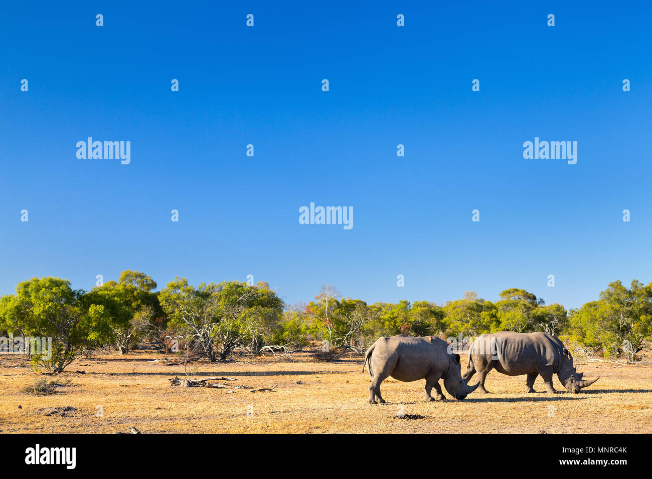 White rhinos grazing hi-res stock photography and images - Alamy