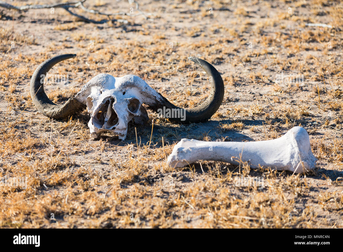 Buffalo skull bones on ground in Africa Stock Photo - Alamy