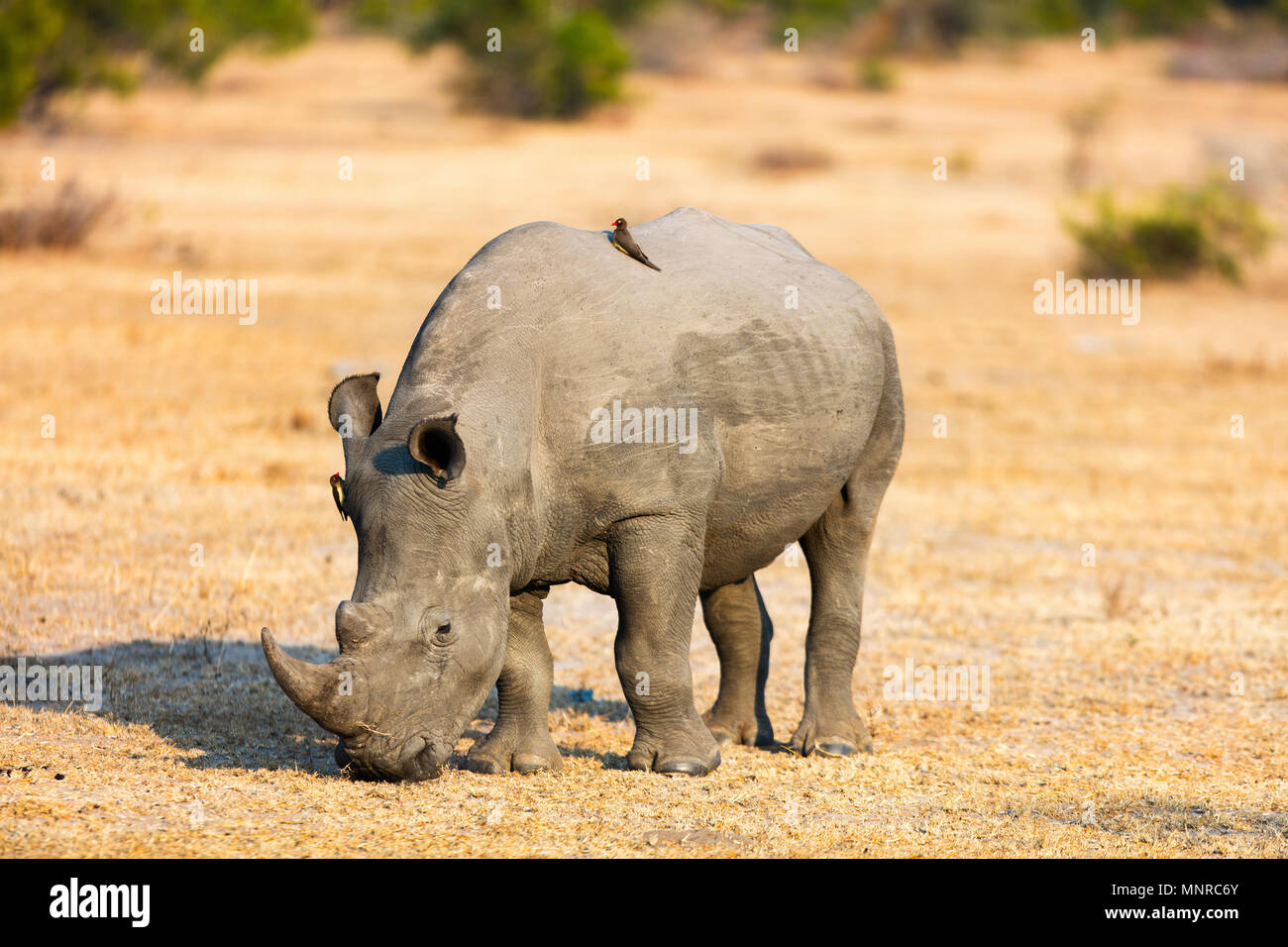White rhino grazing in an open field in South Africa Stock Photo - Alamy