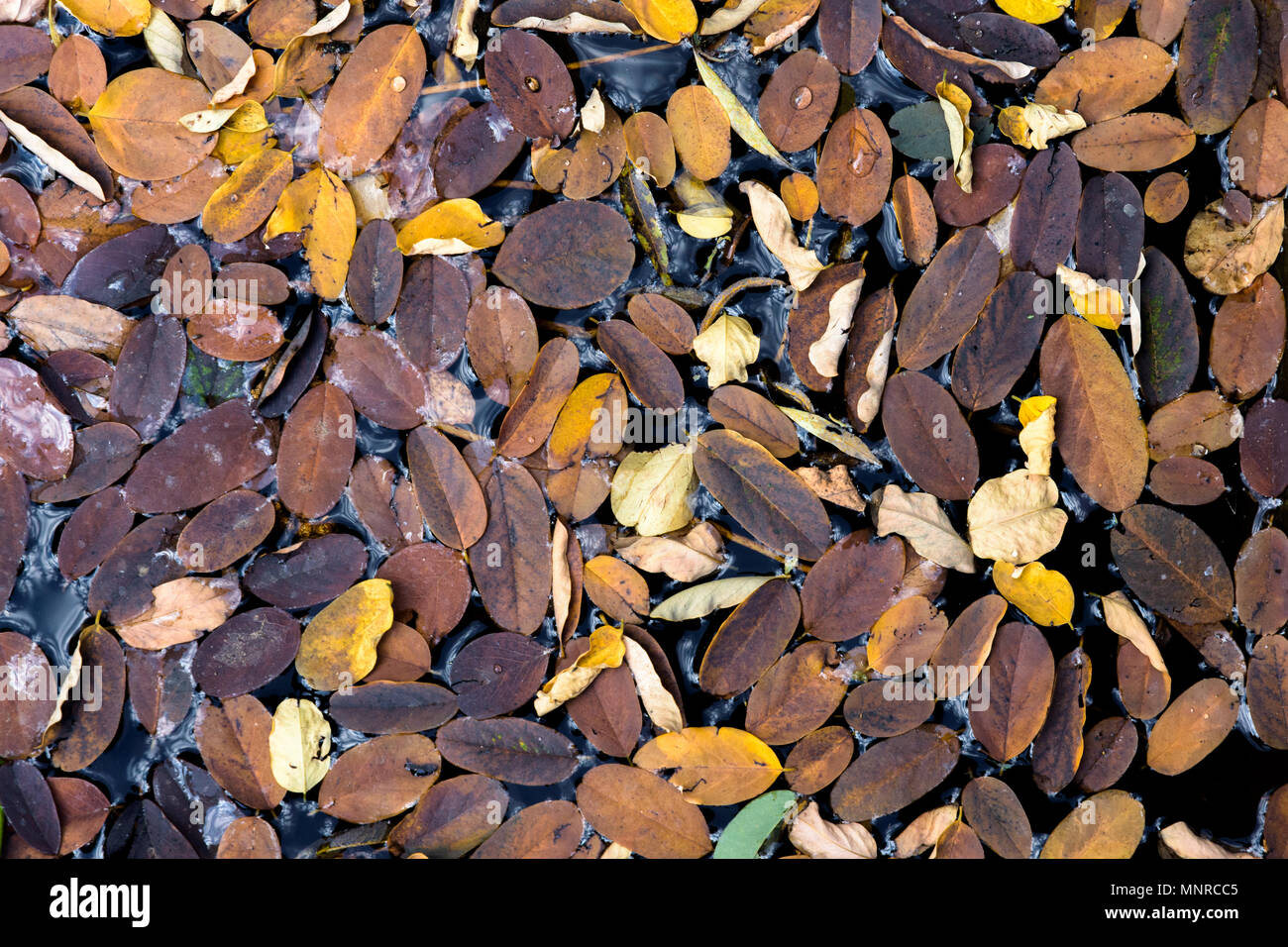 Autumn leaves on water Stock Photo - Alamy