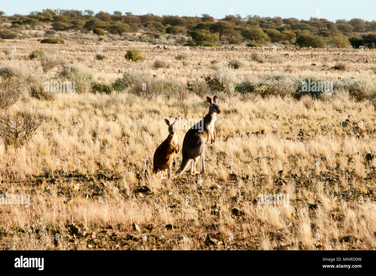 Kimberley scene outback australia hi-res stock photography and images ...