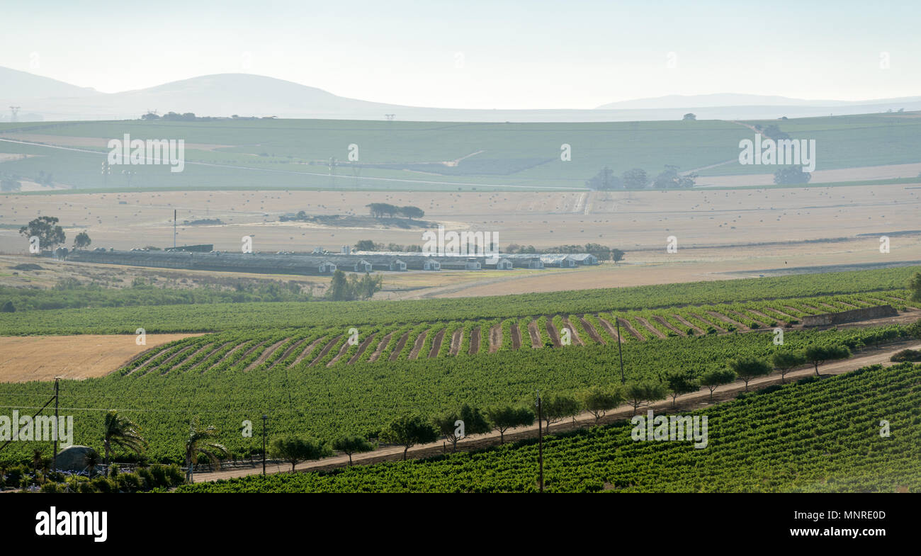 Overview of the vast rural landscape of a vineyard and agricultural ...