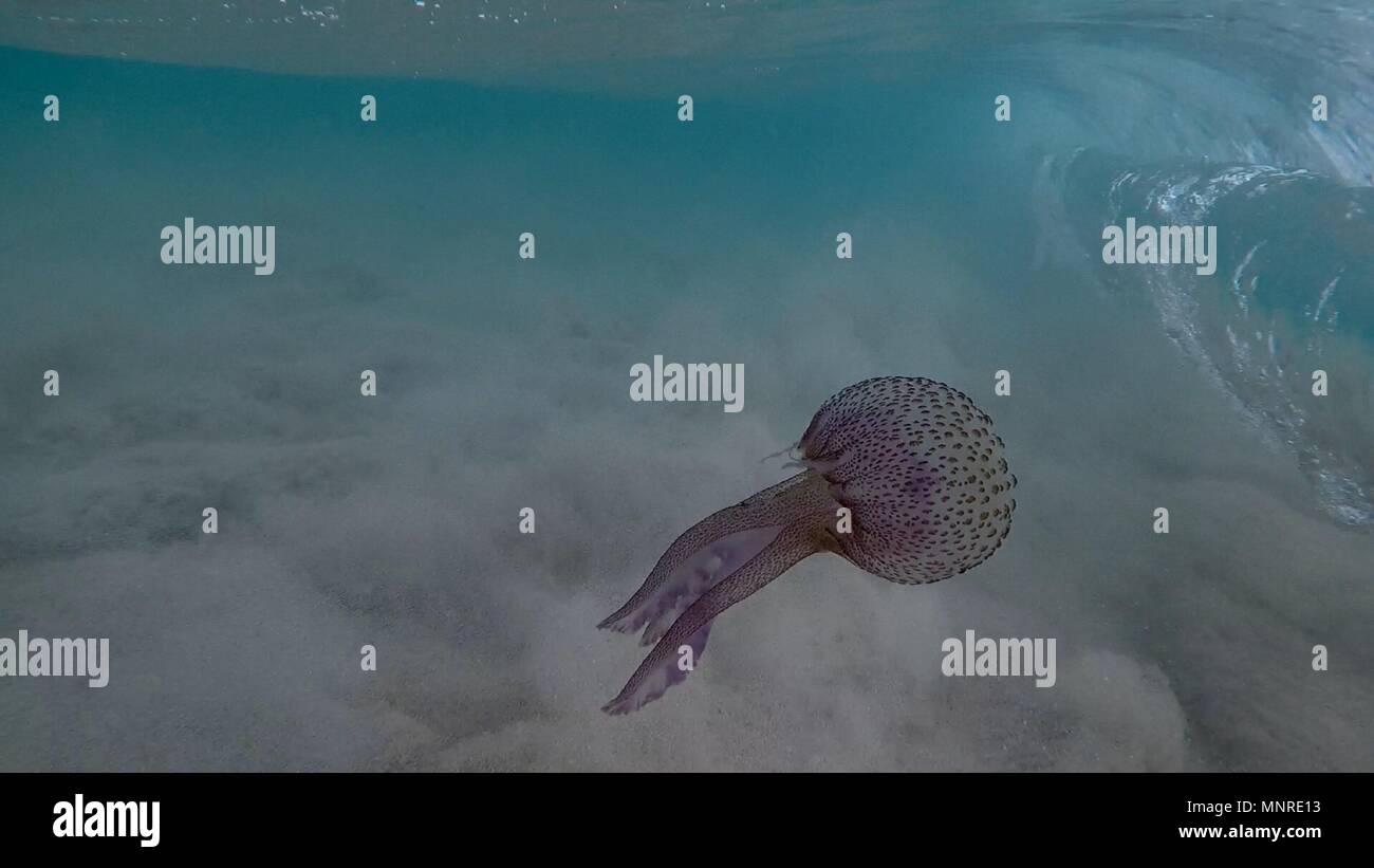 A lone Jellyfish, about to become entangled in the waters wash Stock ...