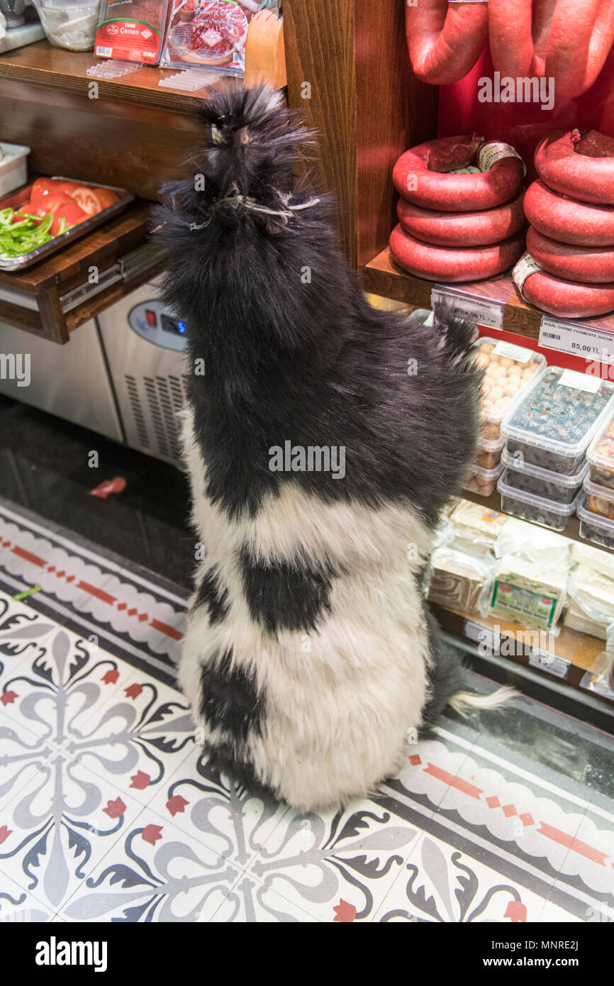 Leaning against store shelf is a goat skin full of cheese at Istanbul ...