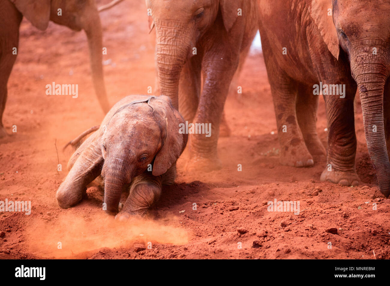 Close up of elephants in safari park Stock Photo - Alamy
