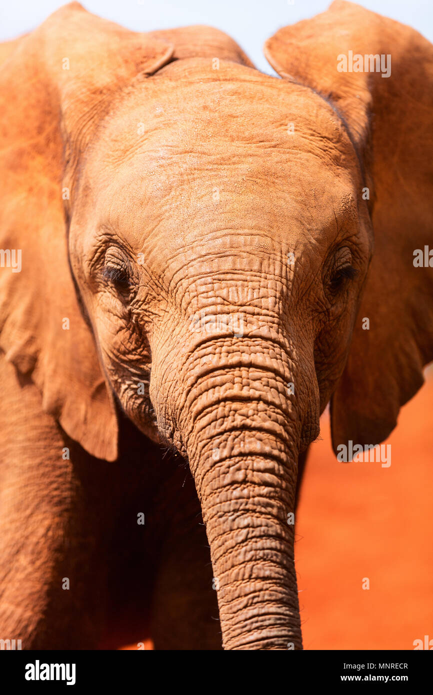 African Savanna Elephant Stock Photos & African Savanna Elephant Stock ...